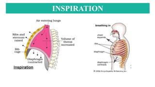 FN 513 SIMARPREET KAUR,RESPIRATION MECHANISM AND REGULATION.pptx | Lung ...