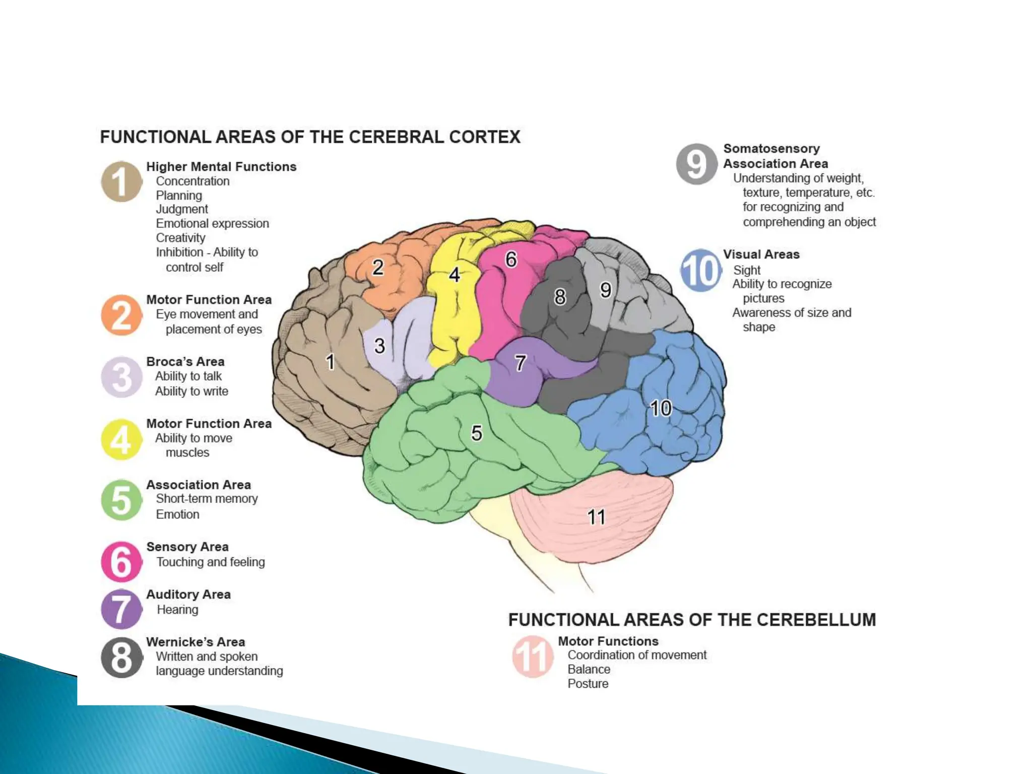 FUNCTIONAL AREAS OF THE CEREBRAL CORTEX.pptx