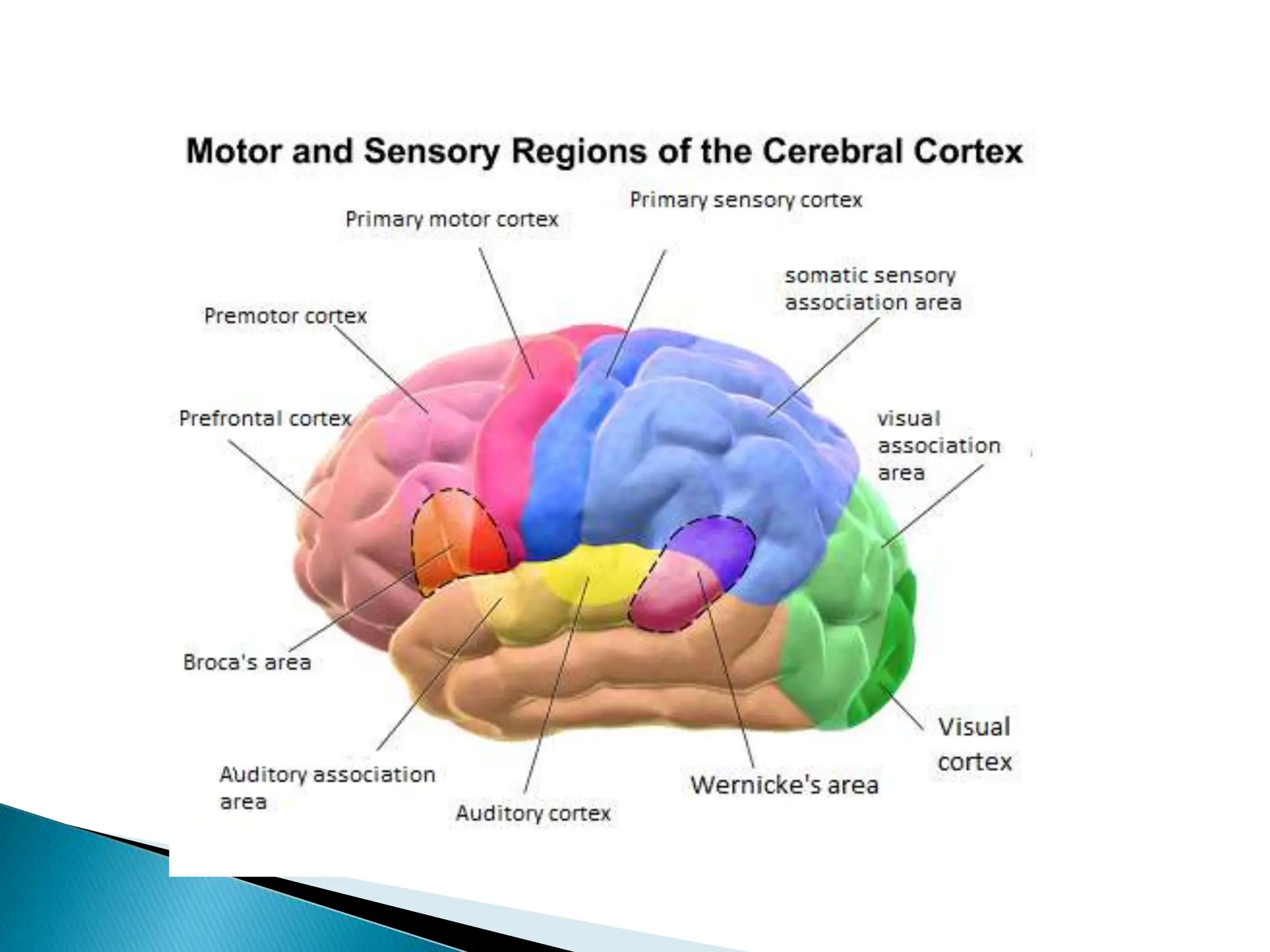 FUNCTIONAL AREAS OF THE CEREBRAL CORTEX.pptx