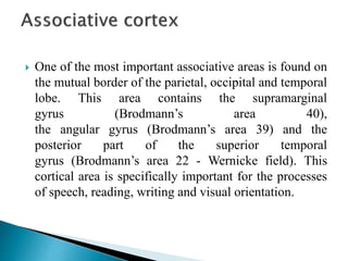 FUNCTIONAL AREAS OF THE CEREBRAL CORTEX.pptx