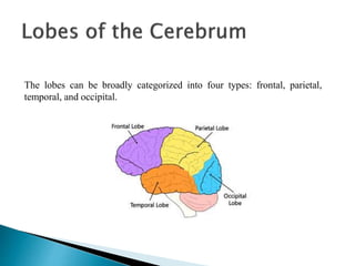 FUNCTIONAL AREAS OF THE CEREBRAL CORTEX.pptx
