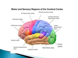 FUNCTIONAL AREAS OF THE CEREBRAL CORTEX.pptx