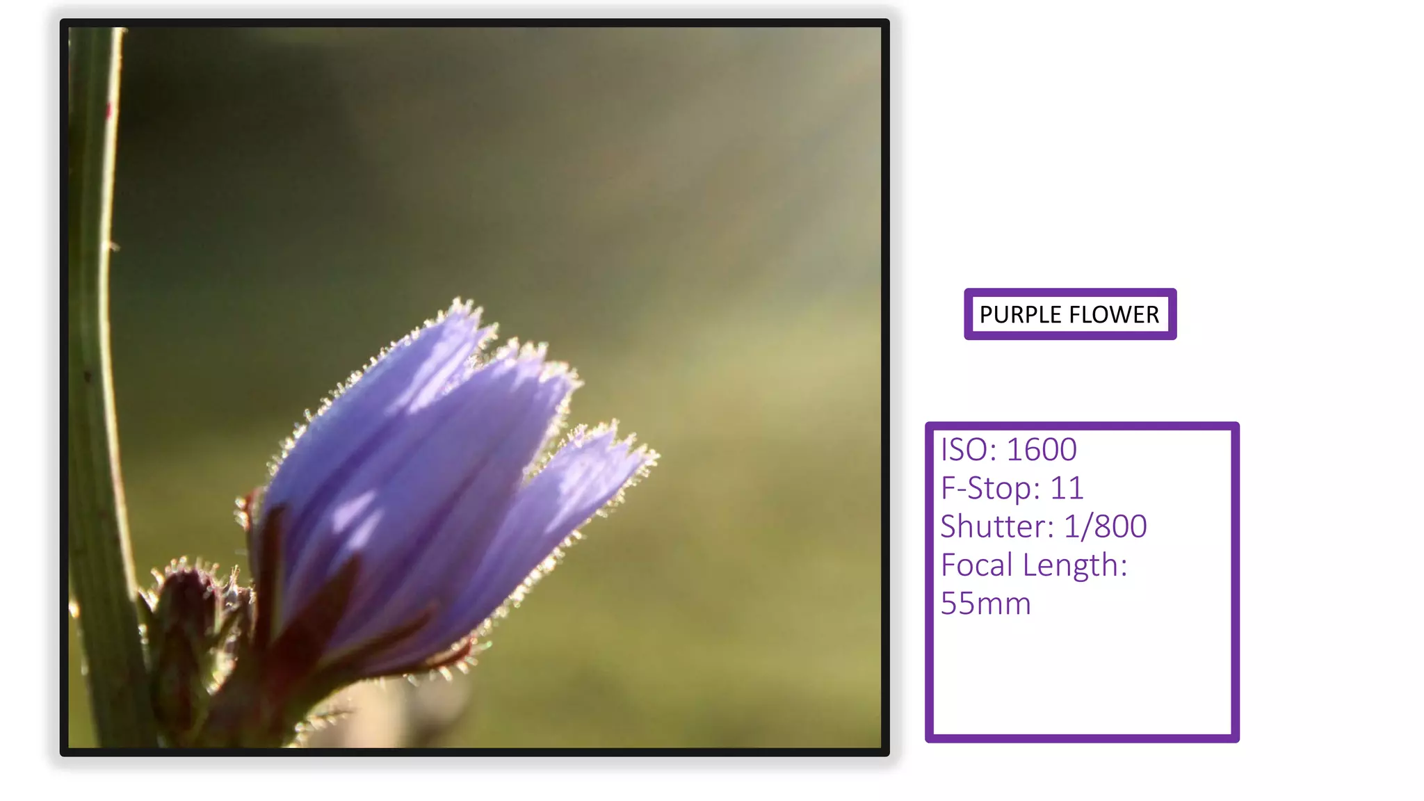 Final Project Photography Class | PPT