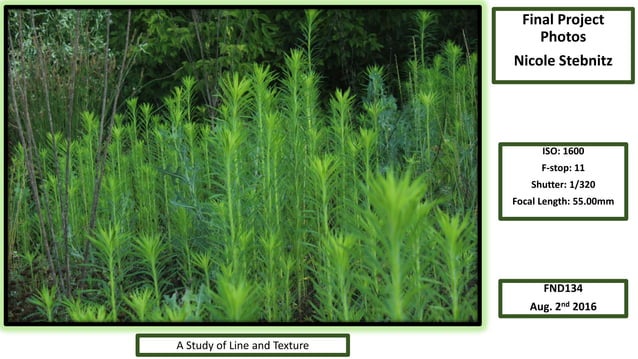 Final Project Photography Class | PPT