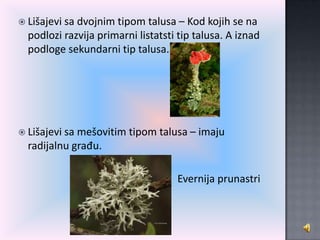 Lišajevi | PPTX