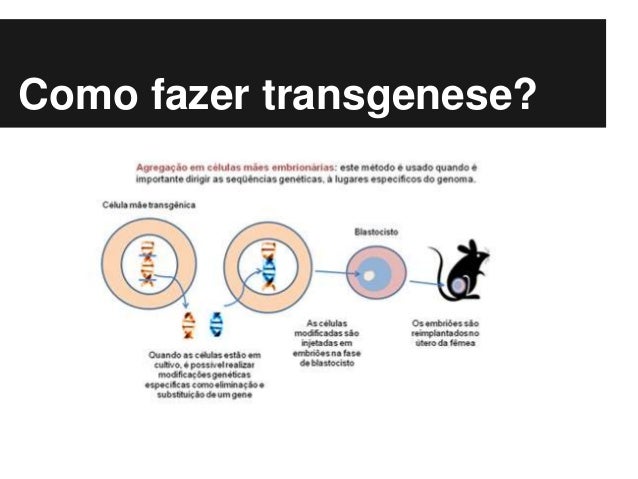 Transgenia aplicações-práticas