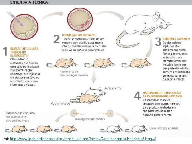 Transgenia aplicações-práticas