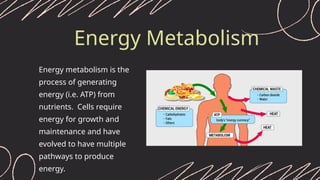 Energy Balance And formation of energy in human body | PPTX