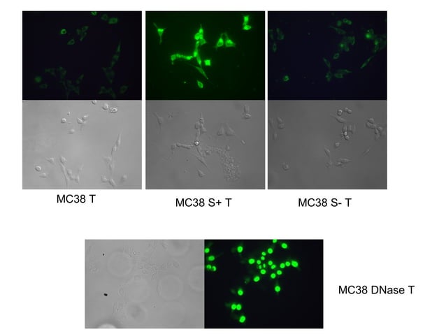 FNP workshop presentation | PPT