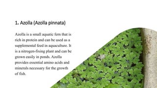 Unconventional Plant Protein Feed Resources in West Bengal for use in ...