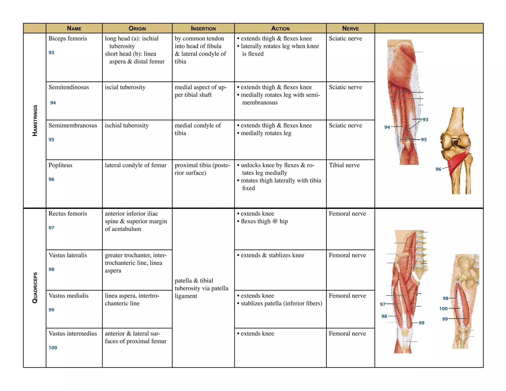 Muscle chart | PDF