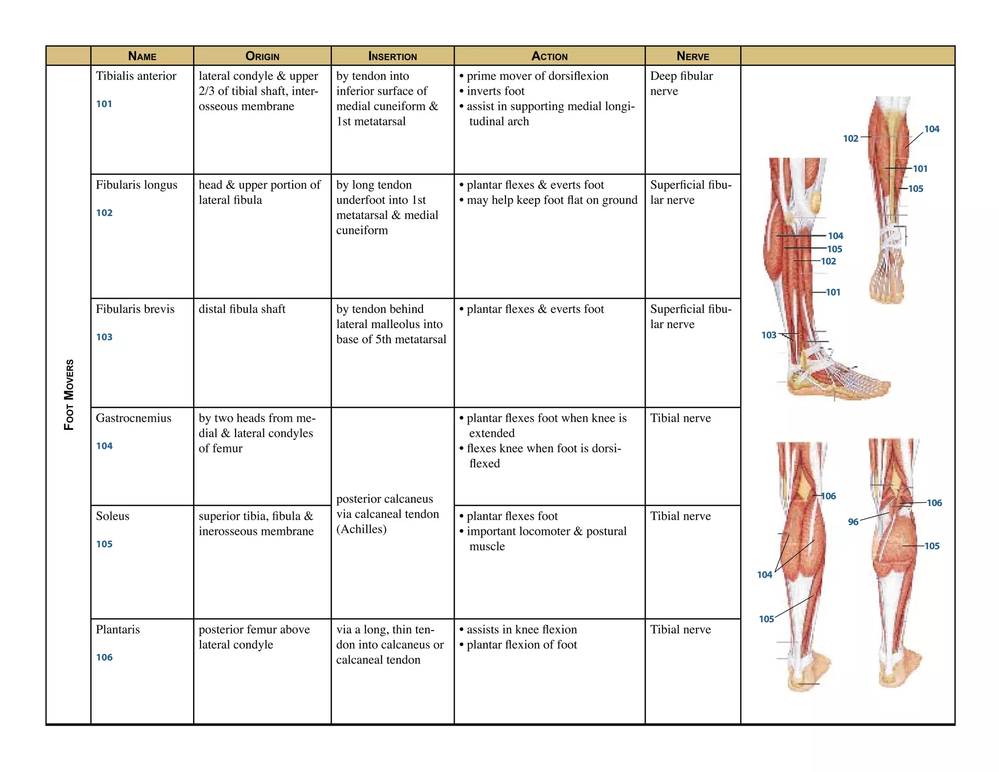 Muscle chart | PDF