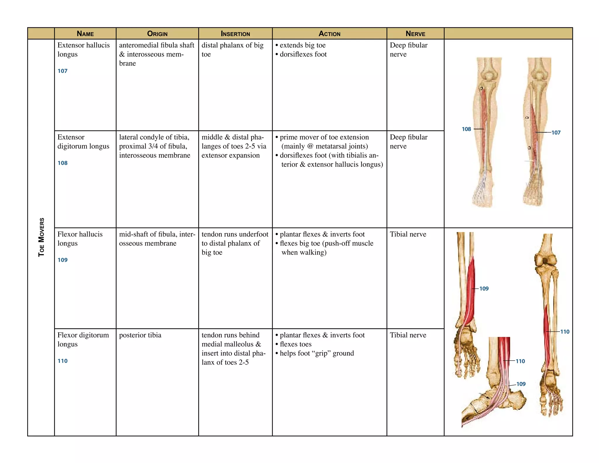 Muscle chart | PDF
