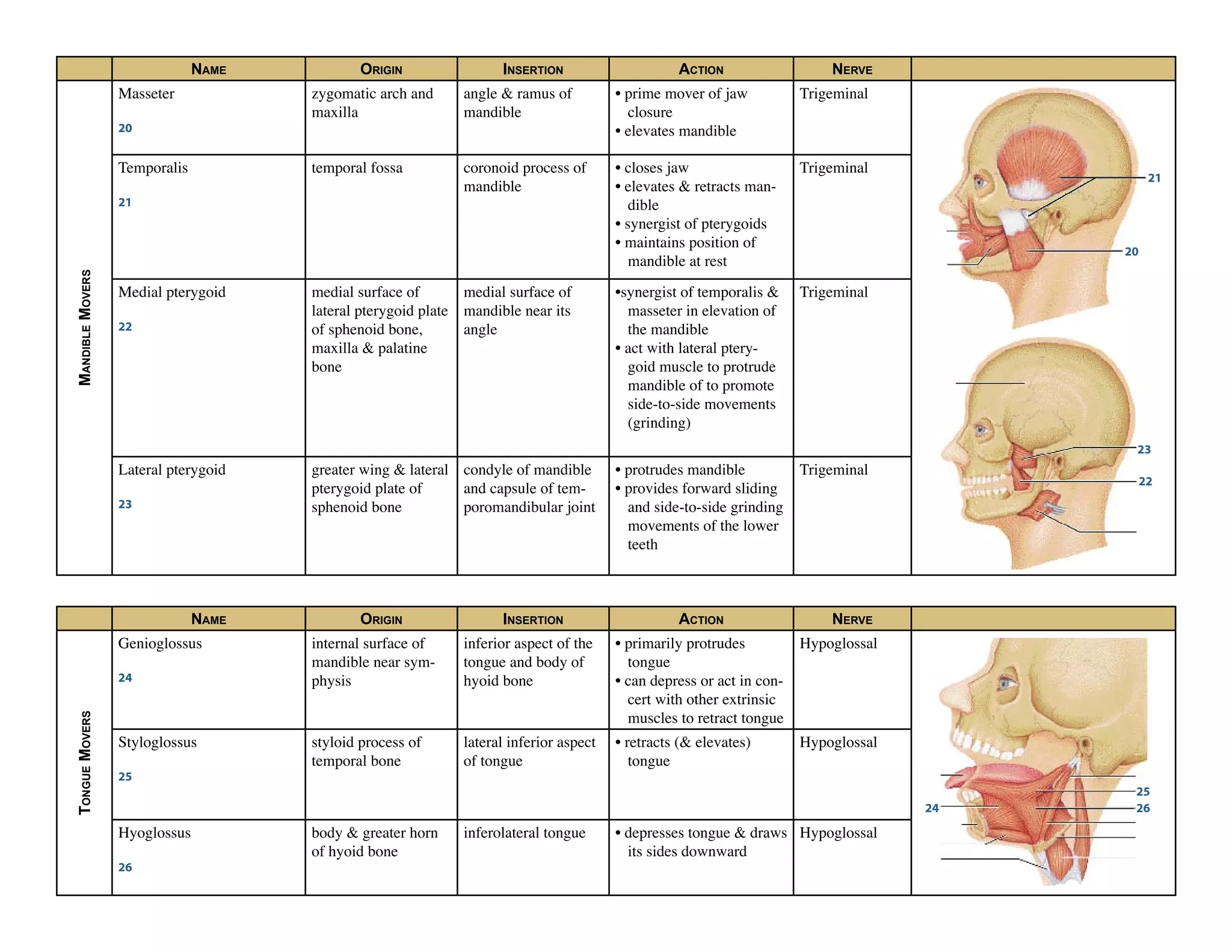 Muscle chart | PDF