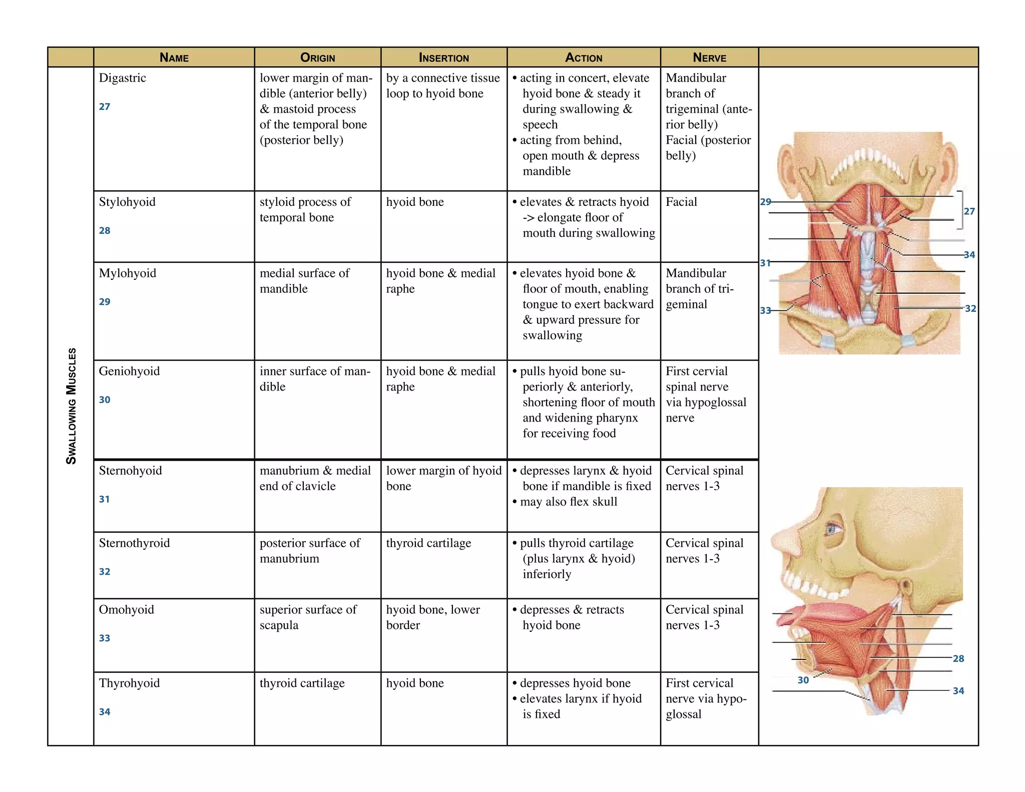 Muscle chart | PDF
