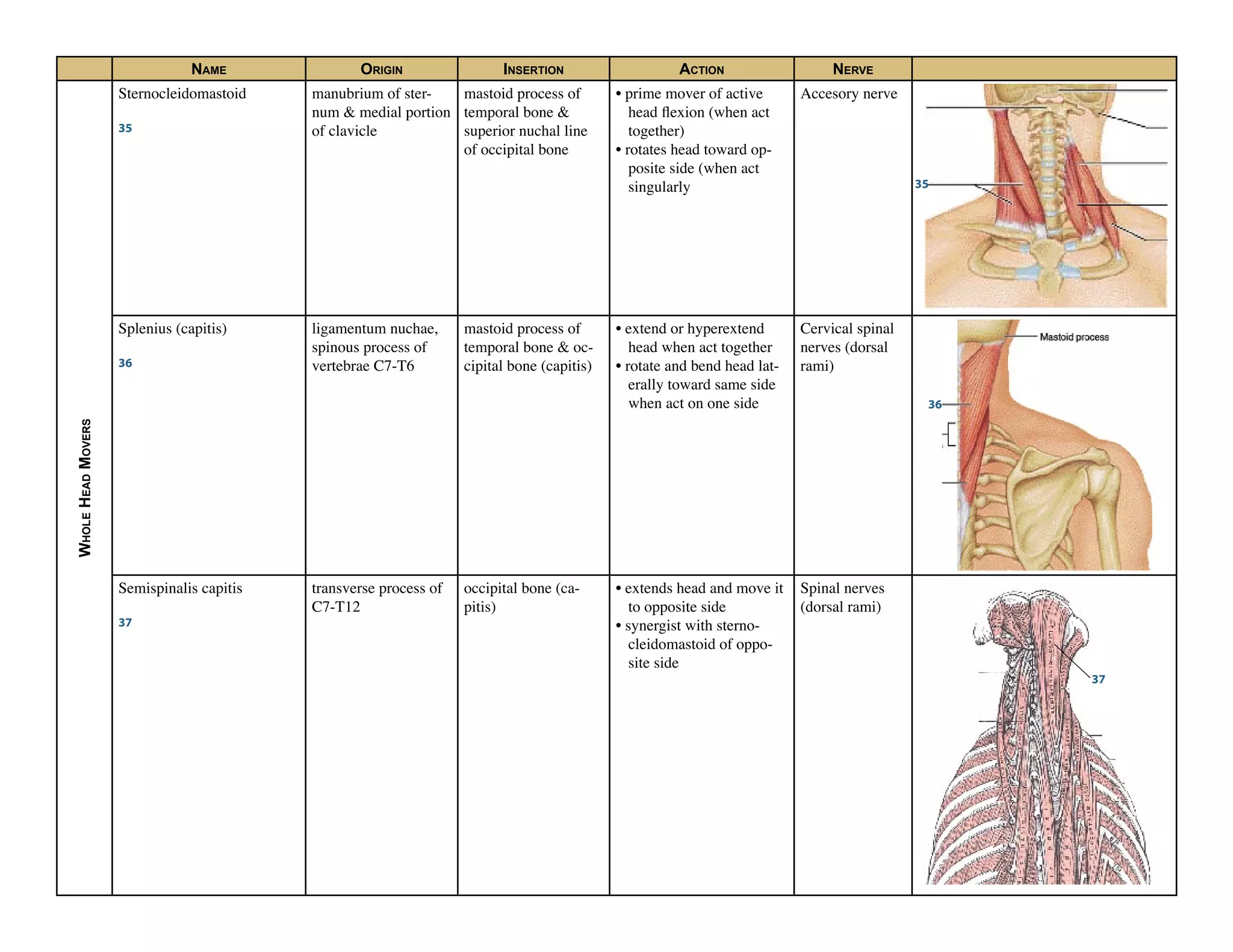 Muscle chart | PDF