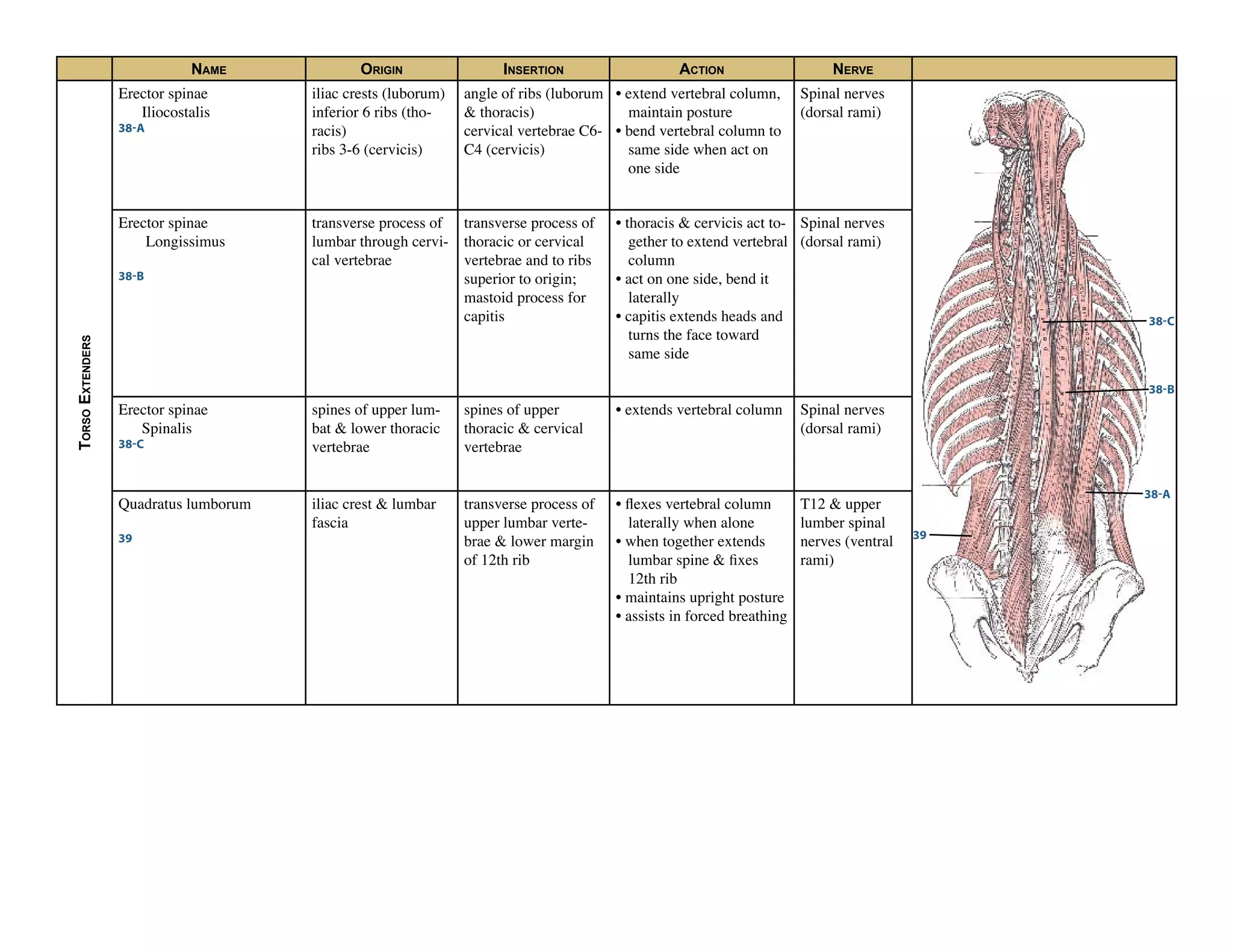 Muscle chart | PDF