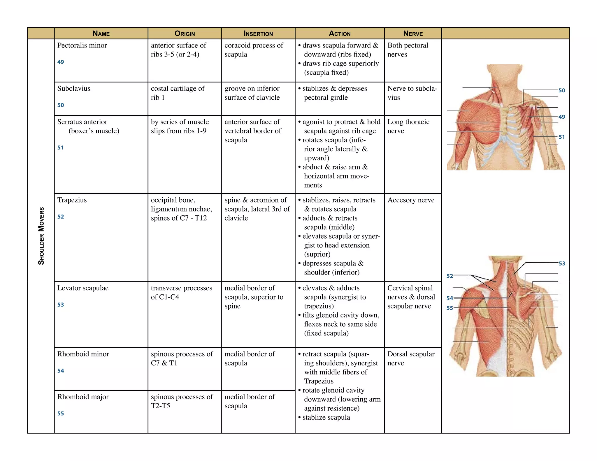 Muscle chart | PDF