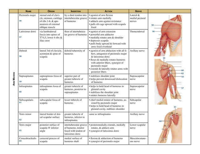 Muscle chart | PDF