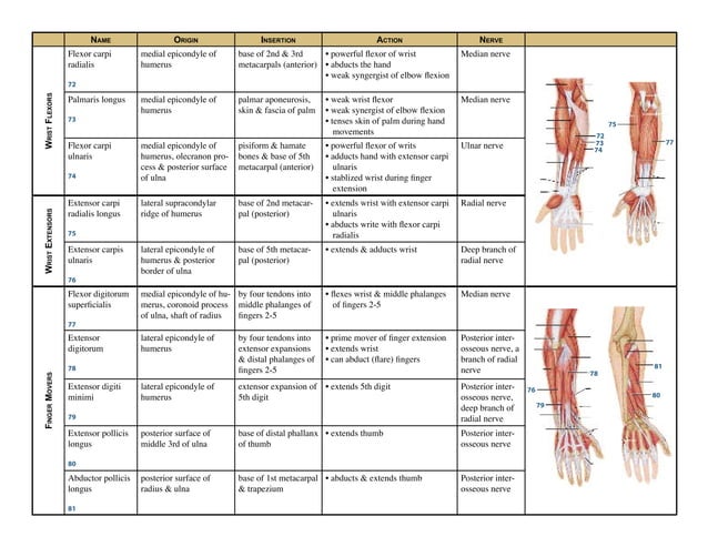Muscle chart | PDF