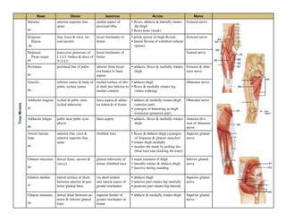 Muscle chart | PDF