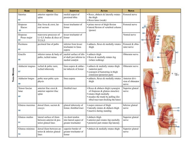 Muscle chart | PDF