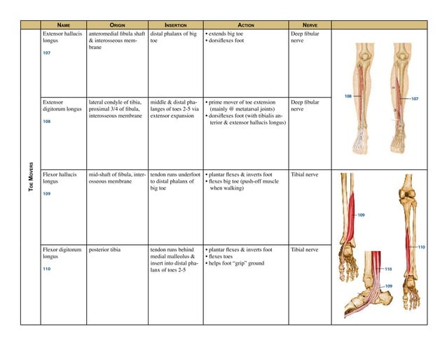 Muscle chart | PDF
