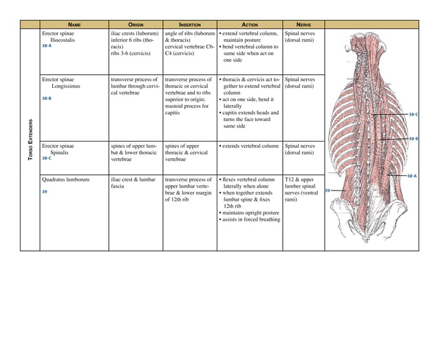 Muscle chart | PDF