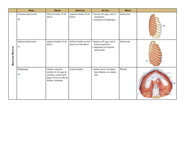 Muscle chart | PDF