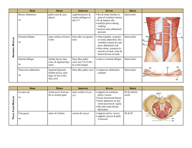 Muscle chart | PDF