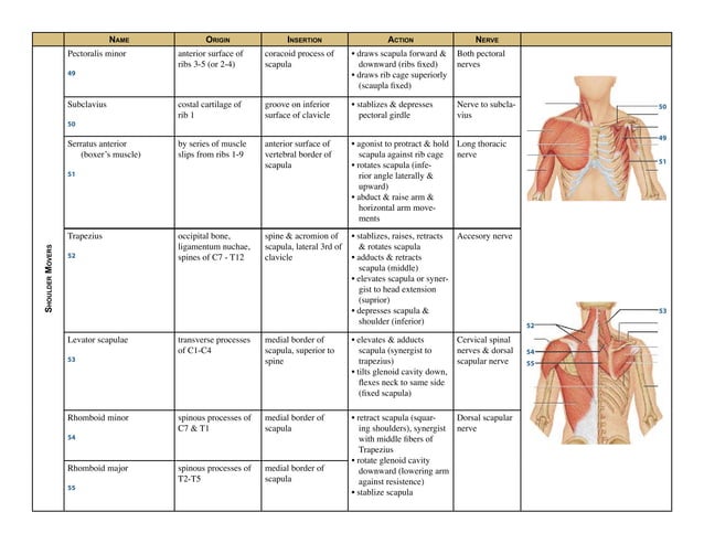 Muscle chart | PDF