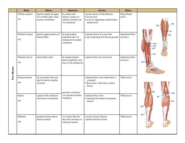 Muscle chart | PPT