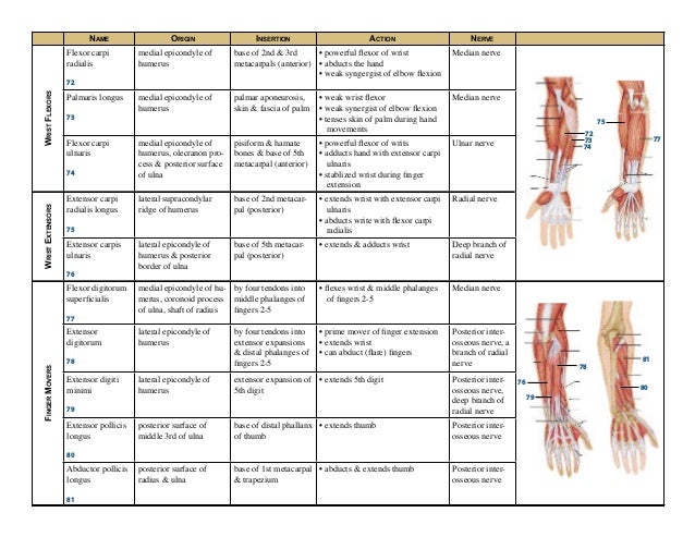 Muscle chart
