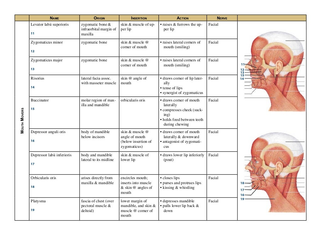 Muscle chart