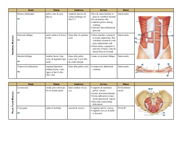 Muscle chart
