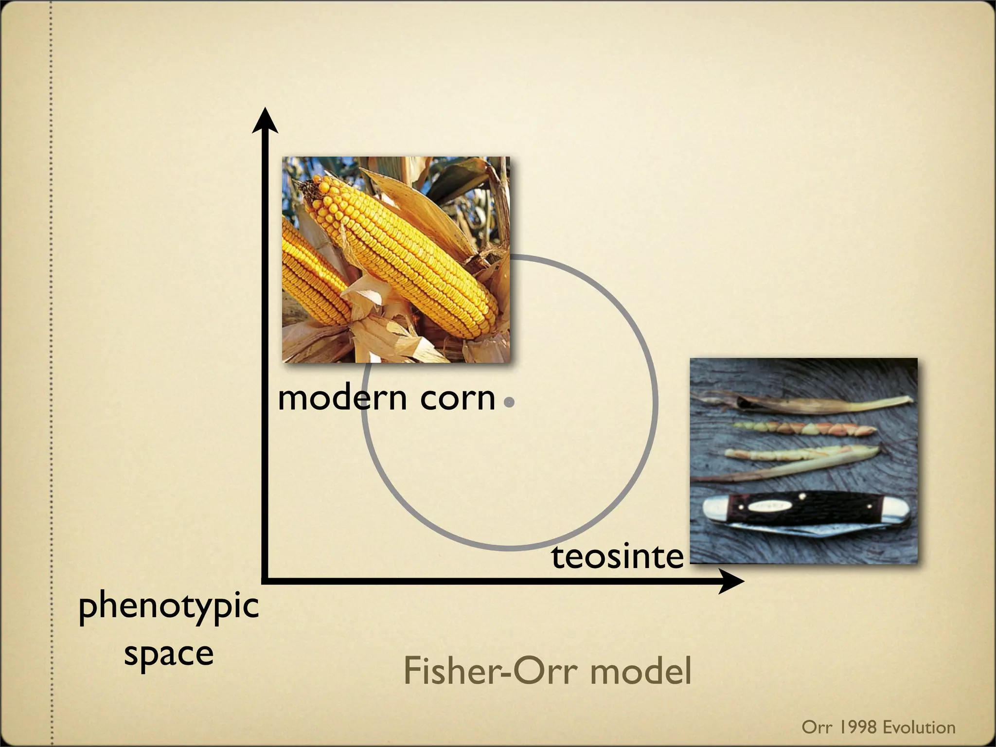 FIsherOrr_maize | PDF | Biological Sciences | Science