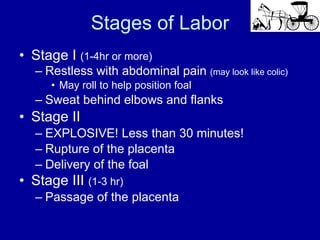 Early Foal Care- Foaling and the 1st 24 hours | PPT