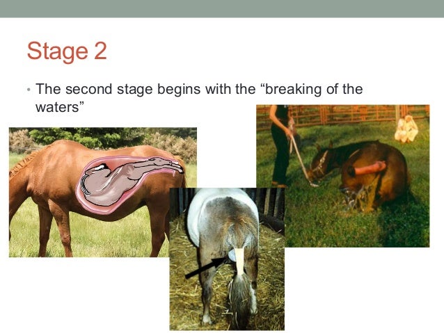 Foaling- when to call the vet? #horsebreeding