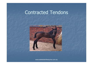 Contracted Tendons In Horses