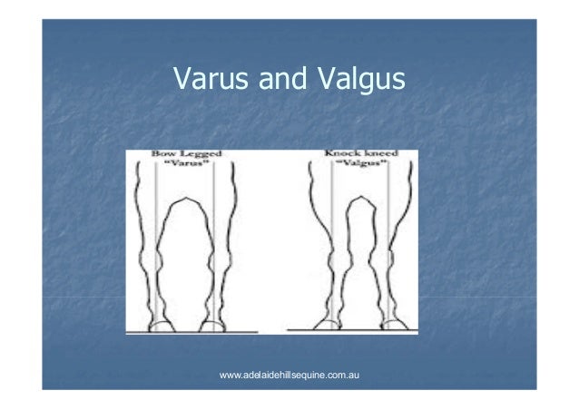 Foal Legs Dr Darren Arnold