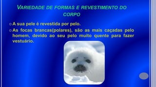 Foca | PPTX