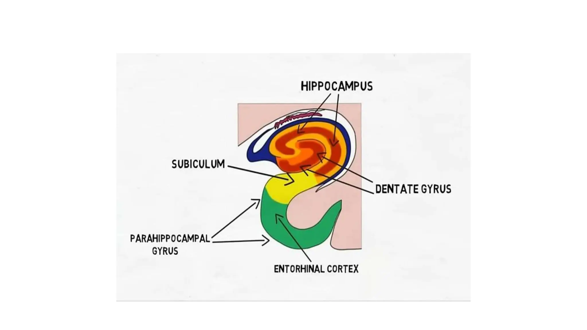 Focal epileptiform patterns principles of polarity | PPT