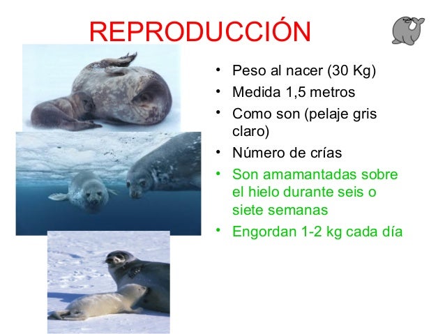 Focas