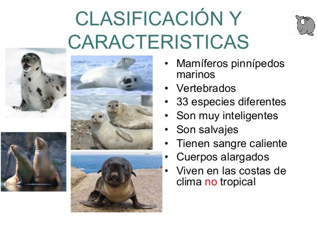 Focas
