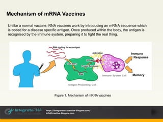 mRNA Vaccine | PDF