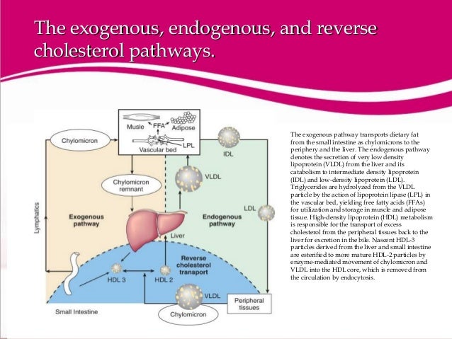 Focus on triglycerides