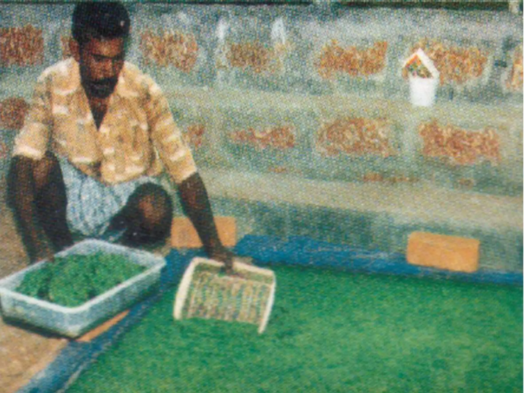 fodder and azolla.ppt