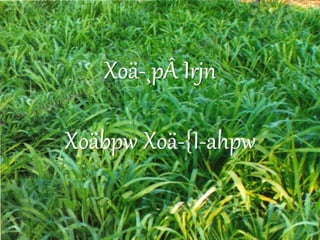 fodder and azolla.ppt