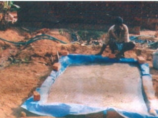 fodder and azolla.ppt