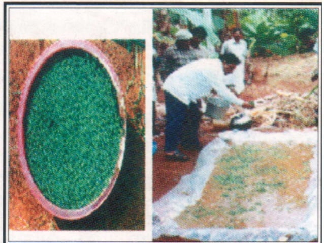 fodder and azolla.ppt